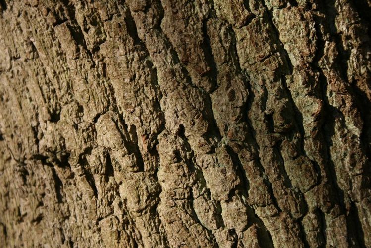 Dąb szypułkowy (Quercus robur) - Projekt #DrzewaNaPomniki