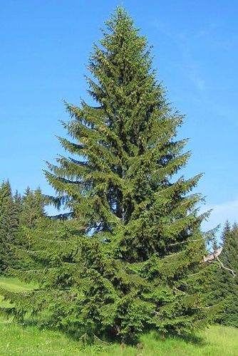 Świerk pospolity (Picea abies) - Projekt #DrzewaNaPomniki