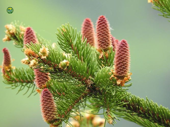 Świerk pospolity (Picea abies) - Projekt #DrzewaNaPomniki